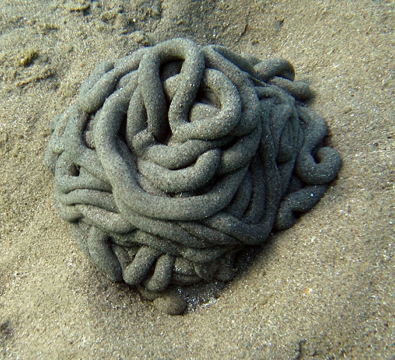 Dafni's enteropneust site חצי-מיתראים