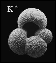 Gallery Planktonic Forams