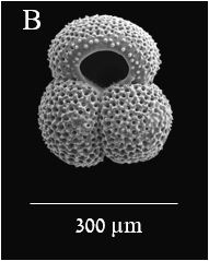 Gallery Planktonic Forams