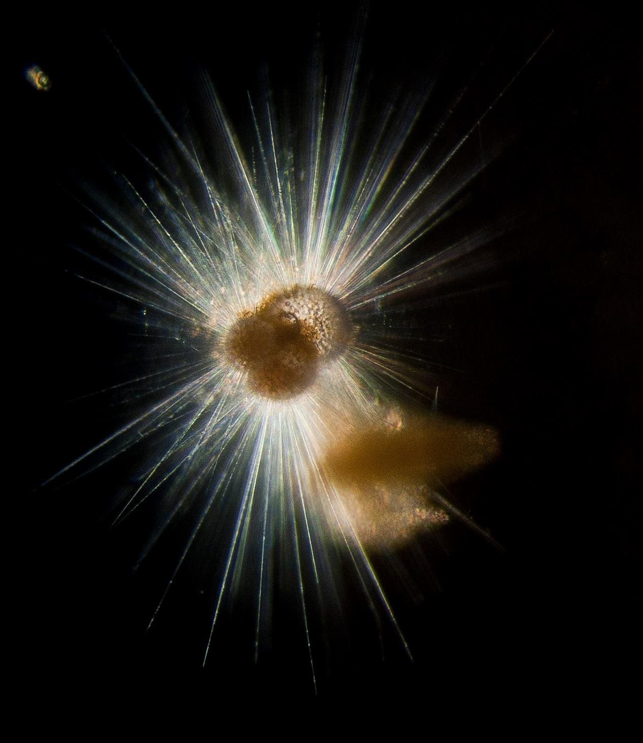 Gallery Planktonic Forams