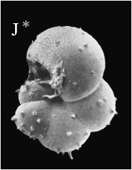 Gallery Planktonic Forams