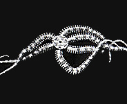 Ophiactidae