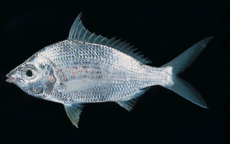 Dafni's Eilat sand dwelling fishes * אתרי דפני לדגי אילת - דגי קרקע ...