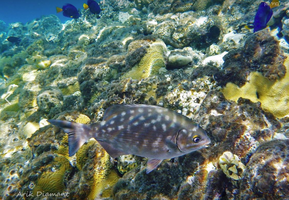 Dafni's Eilat Open sea fishes * אתרי דפני לדגי אילת - דגי מים פתוחים