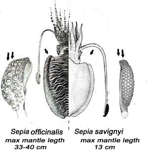 Mollusc Species - Cephalopoda