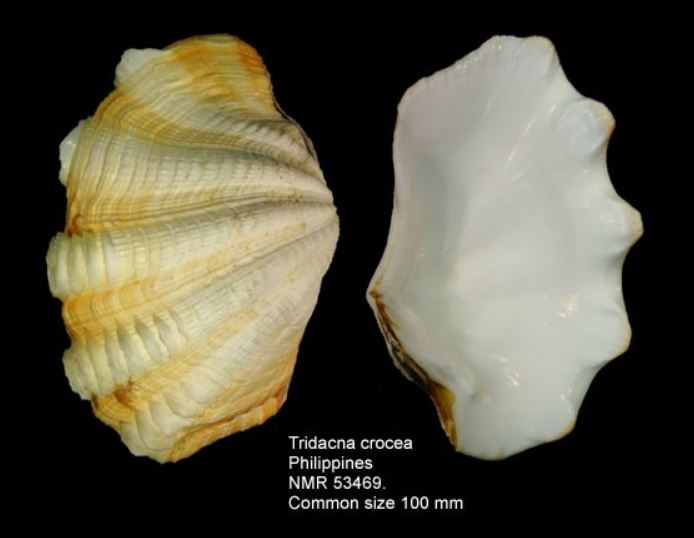 Mollusc Species - Bivalvia