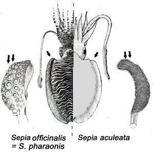 Mollusc Species - Cephalopoda