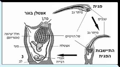 Dafni's Ascidians site - index * אתרי דפני: מדריך האצטלנים - שער
